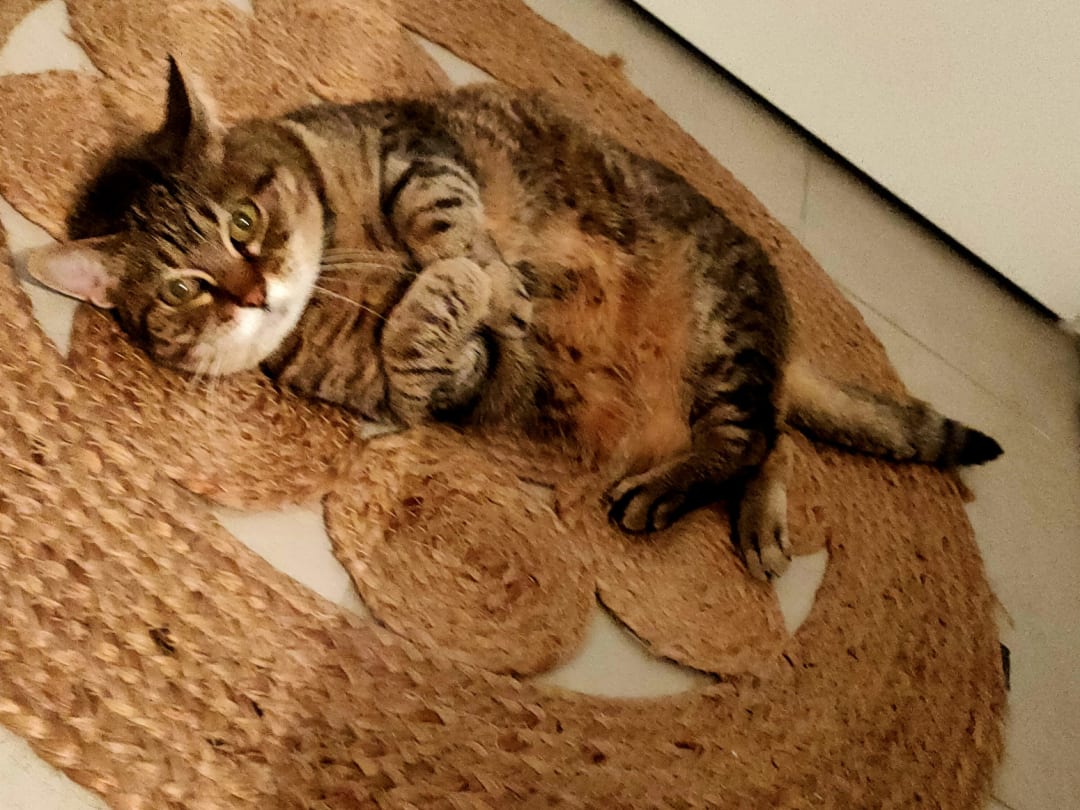 Cagnotte : Frais vétérinaires | Leetchi