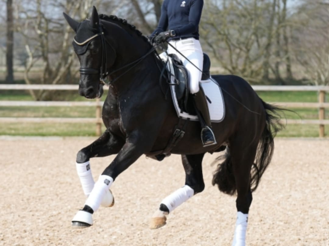 Cagnotte : Achat d’un cheval (projet professionnel) | Leetchi
