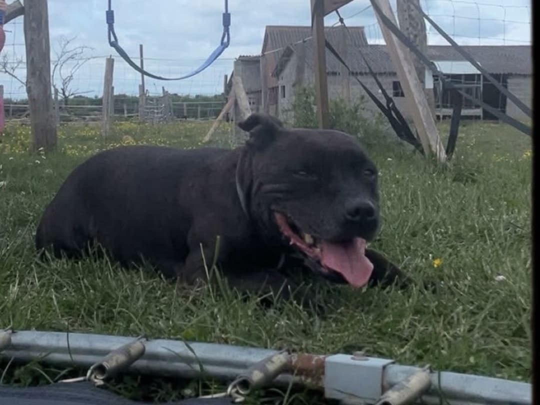 Cagnotte : Besoin de vous pour m’aider à sauver Maicky staffie percuter ...