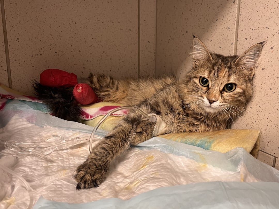 Cagnotte : -Go Nicky !!!! 🐾. Cagnotte pour notre petit chat | Leetchi