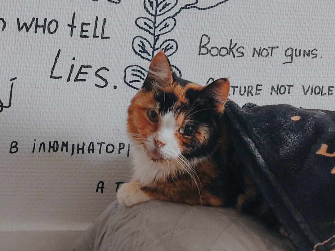 Cagnotte : Aide Akira à vaincre l'infection buccale | Leetchi