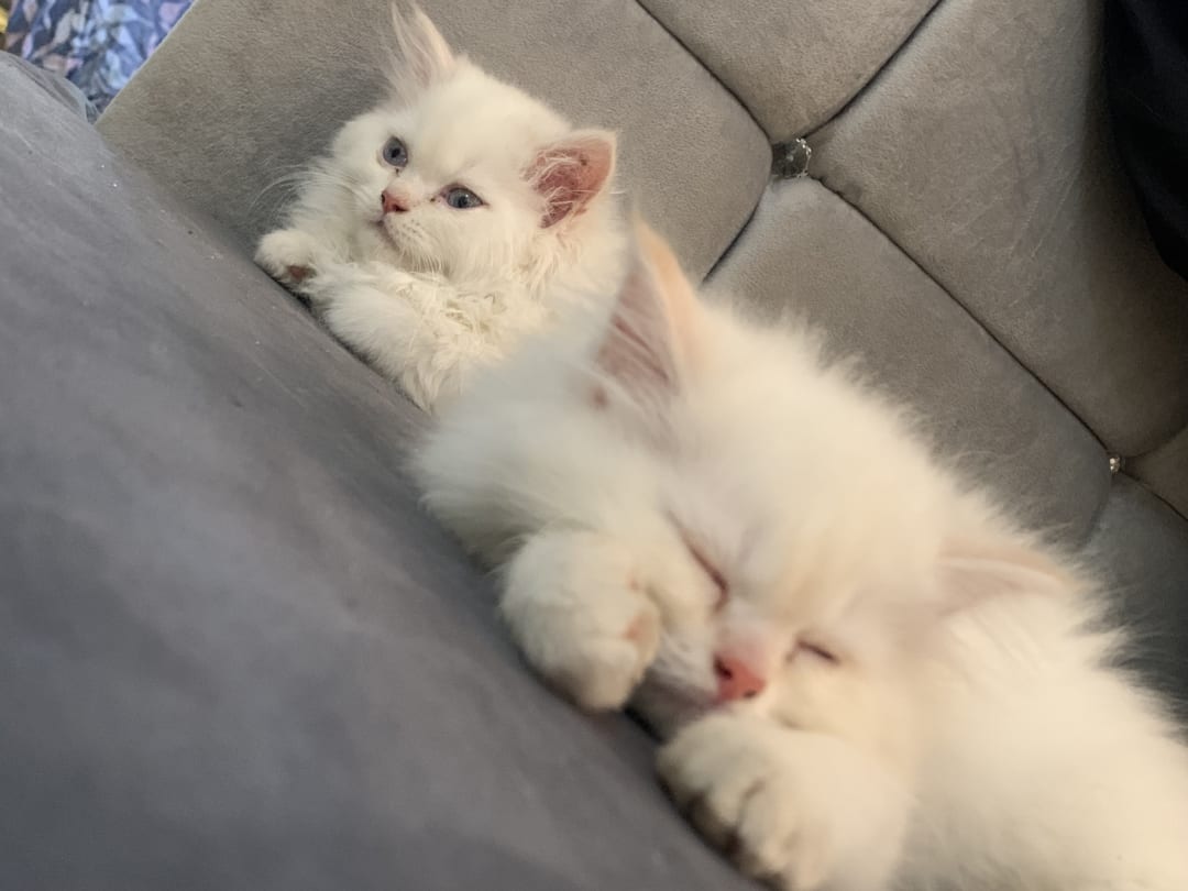 Cagnotte : Help Me Rescue and Care for Stray Cats | Leetchi