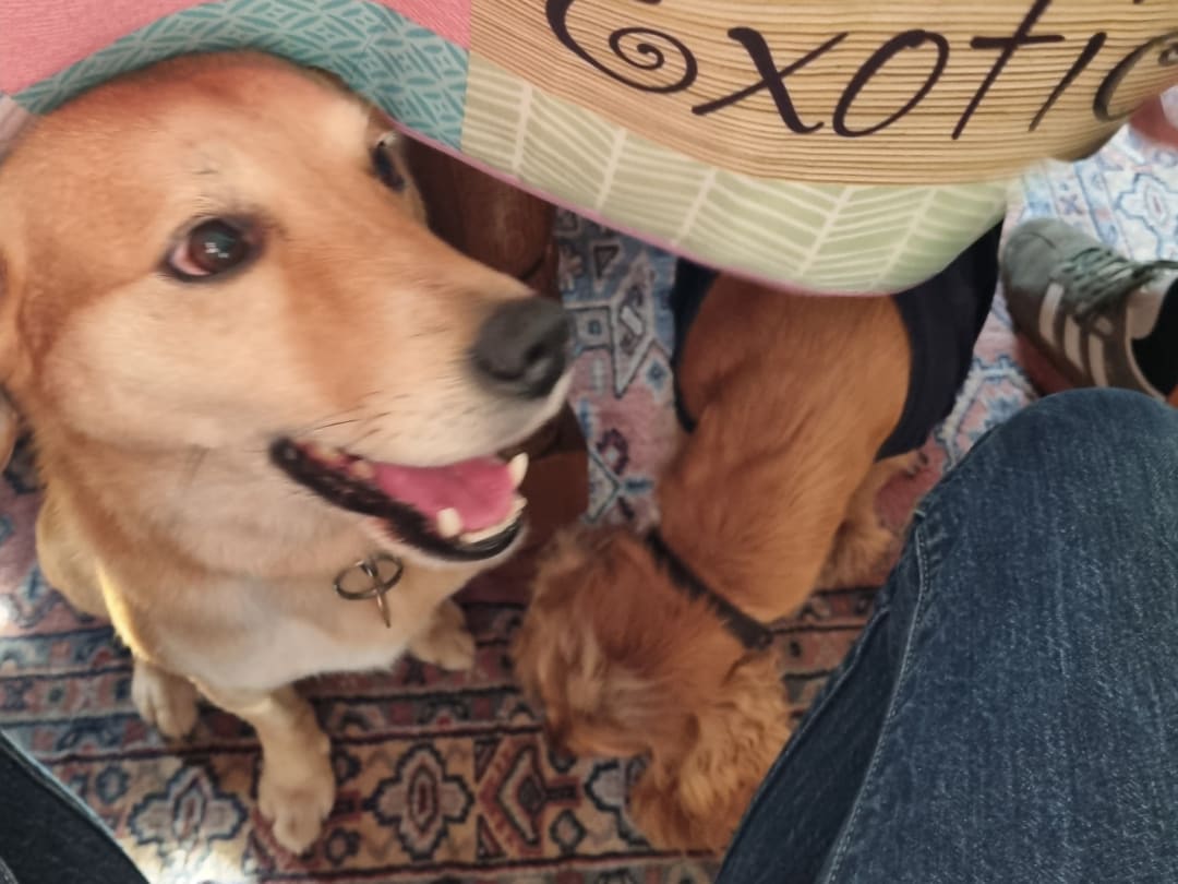 Cagnotte : Mon chien Yoda doit subir une opération importante d'urgence ...