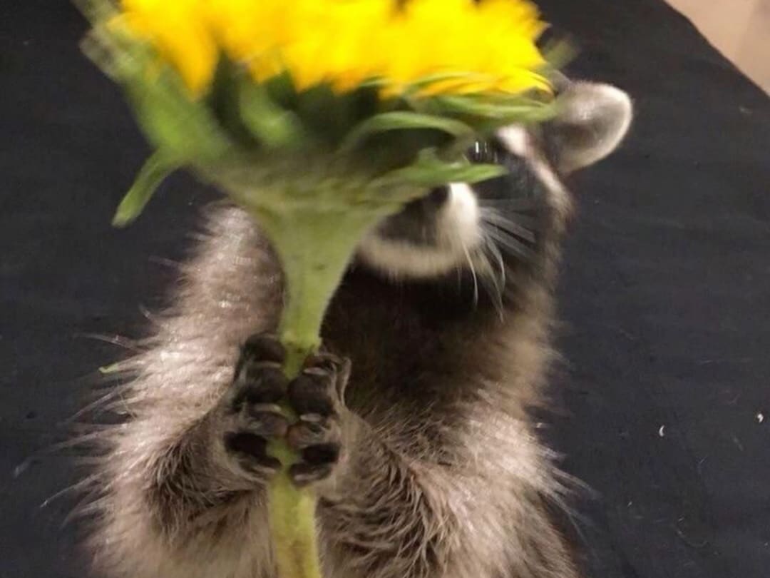 Cagnotte : Help for a safe place | Leetchi