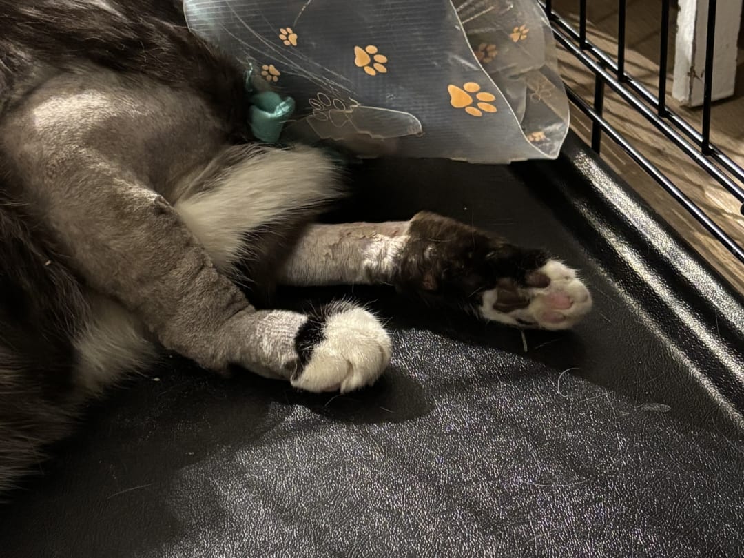 Cagnotte : Aider mon chat Osirirs blessé à se remettre | Leetchi