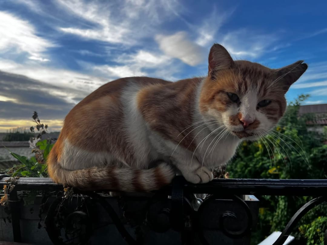 Cagnotte : Soigner un chat errant | Leetchi