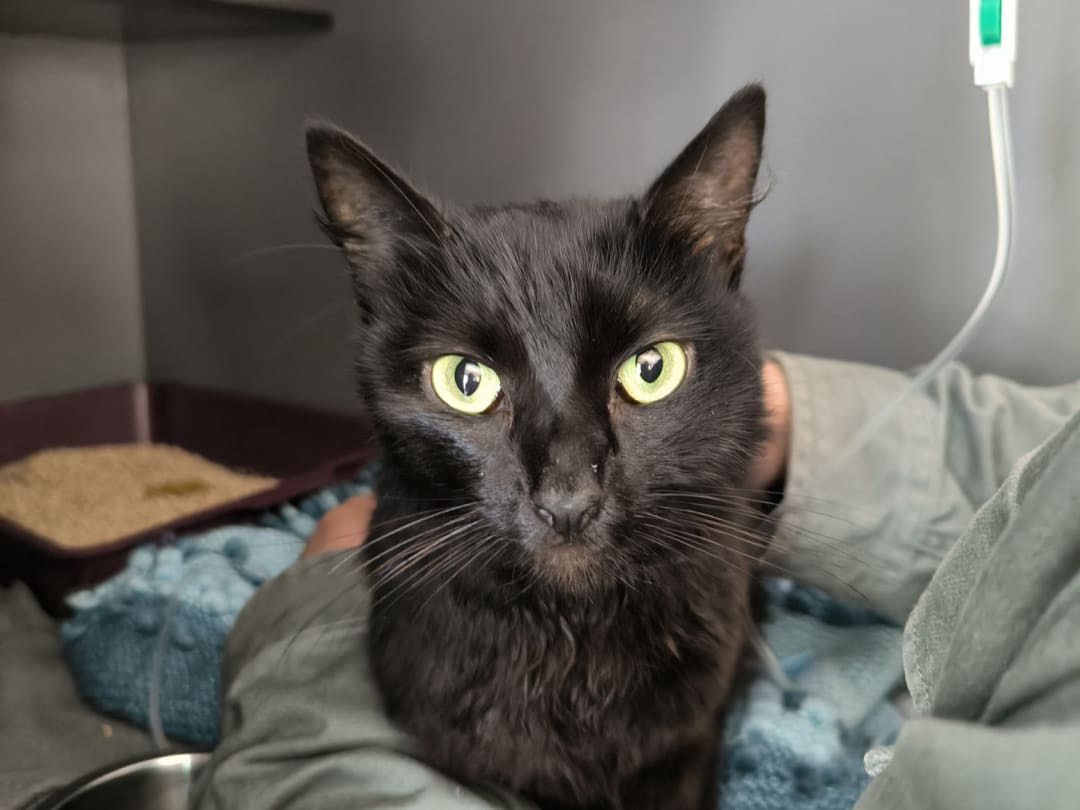 Money pot: Pour soigner Noctalie | Leetchi