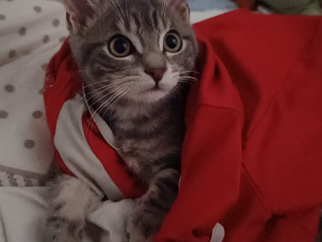 Cagnotte : Yuko fracture de l'olécrane | Leetchi