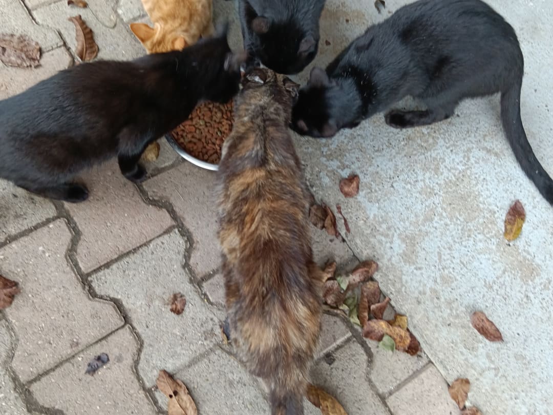 Cagnotte : Les chat'venturiers | Leetchi