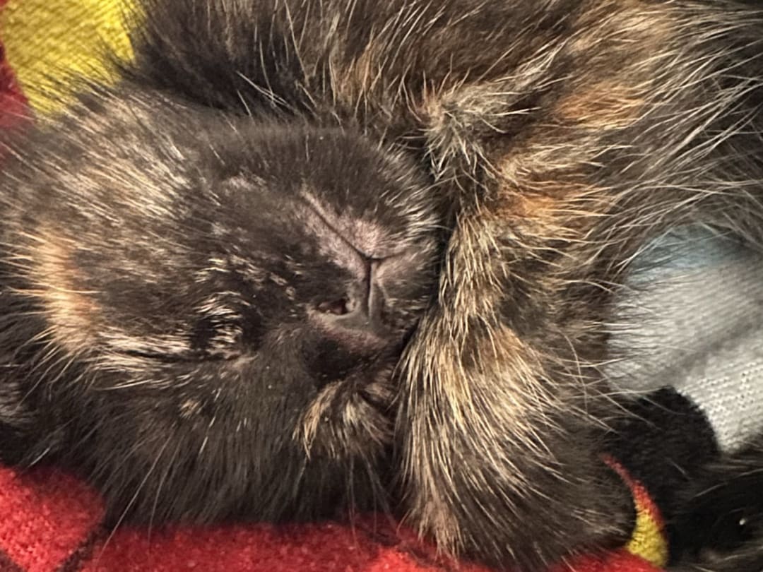 Cagnotte : Pour mon chat Twixie | Leetchi