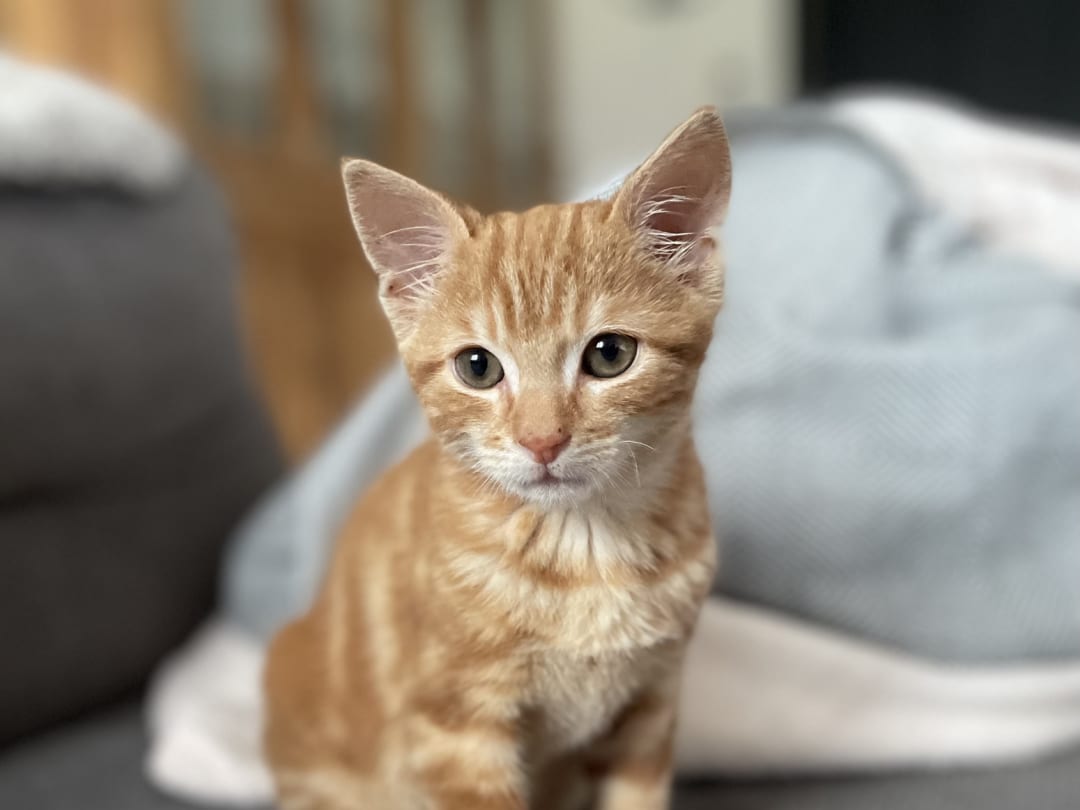 Cagnotte : Soutien pour Gaston, petit chaton courageux | Leetchi