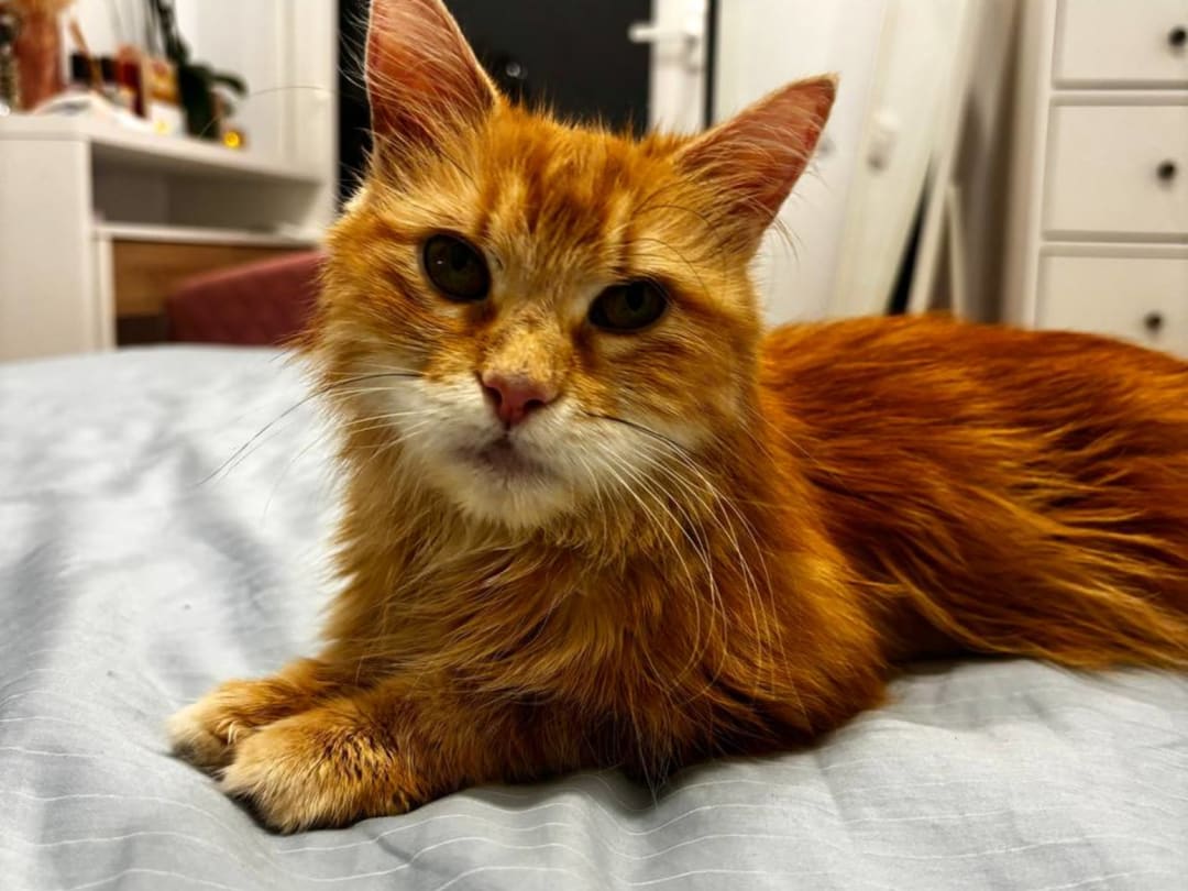 Cagnotte : Help save the life of a little cat | Leetchi