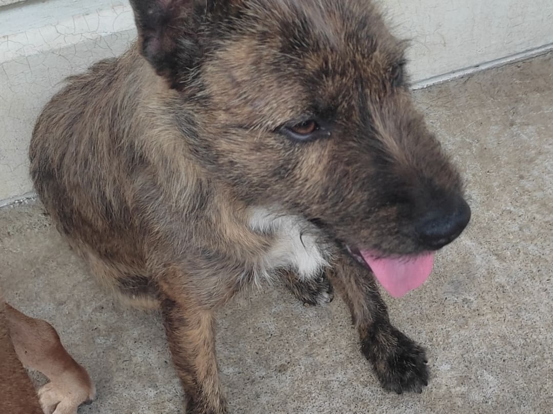 Cagnotte : Vilain chien et les oubliés de rue | Leetchi