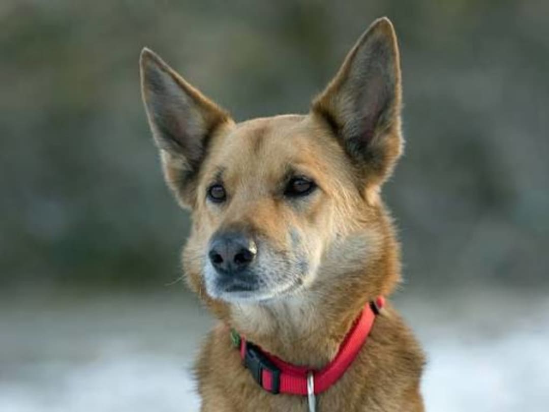 Cagnotte : Opération d’une tumeur du cerveau de rex | Leetchi