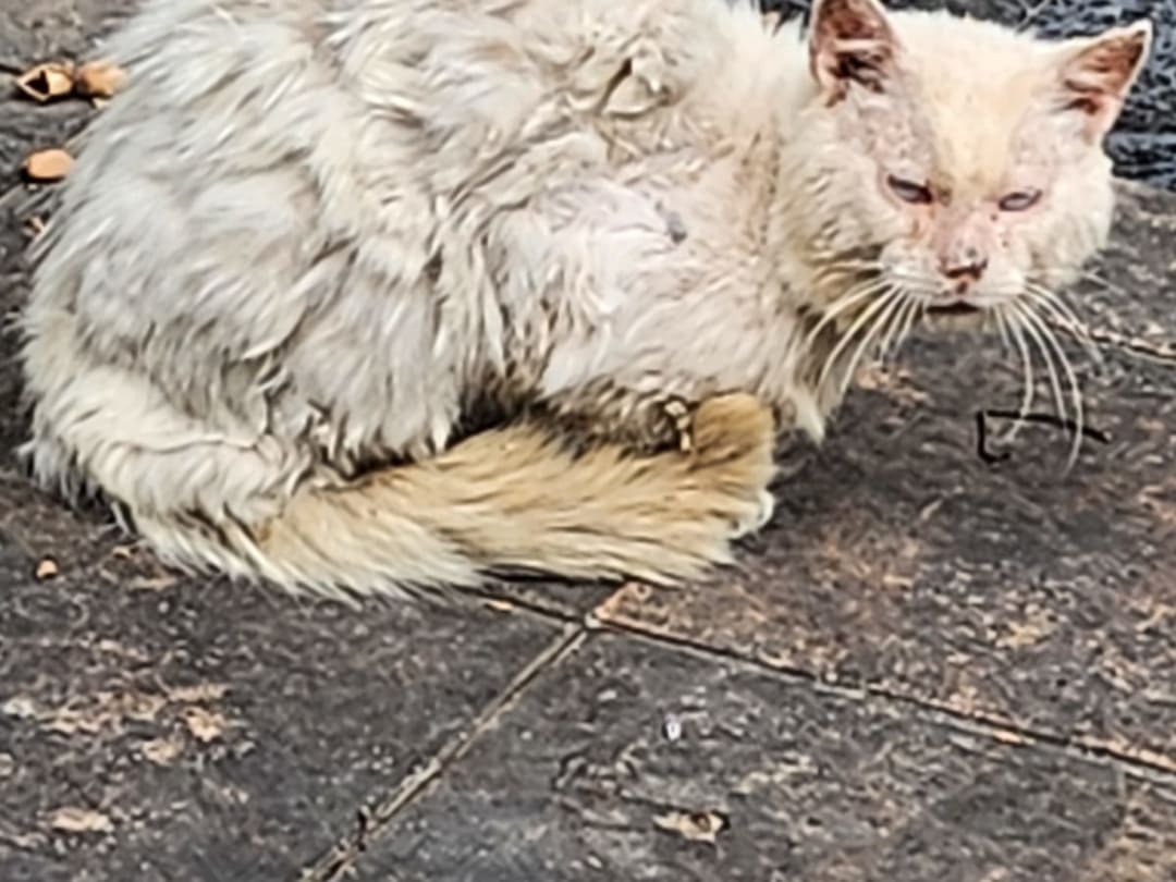 Cagnotte : SOS pour un chat mal en point | Leetchi