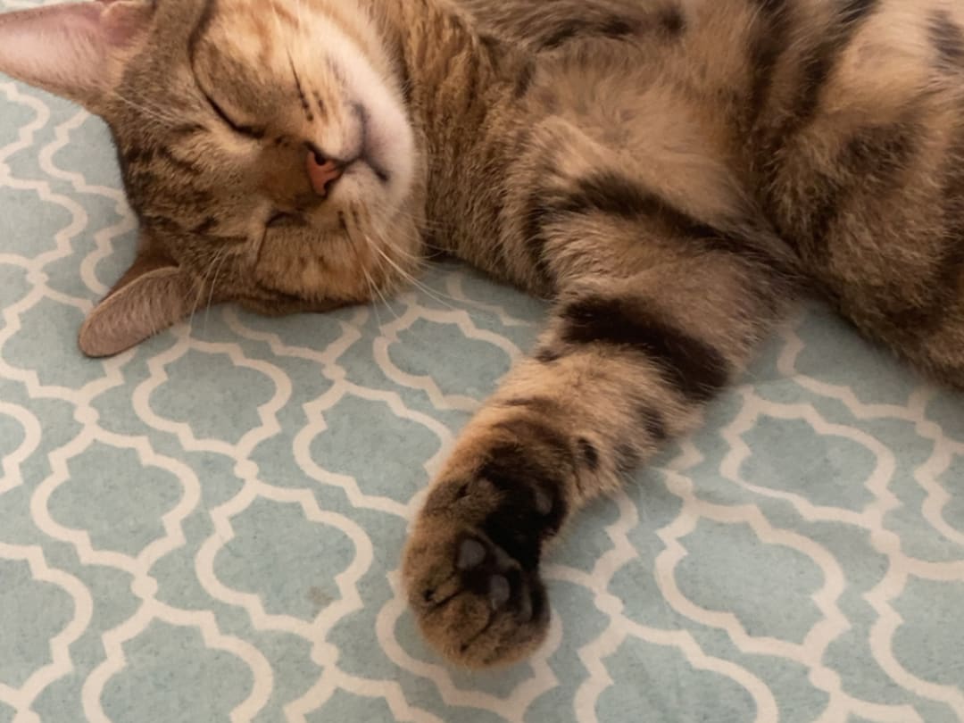 Cagnotte : Pour mon chat tigré (Aidez-moi à soigner tigré svp..)💔 | Leetchi