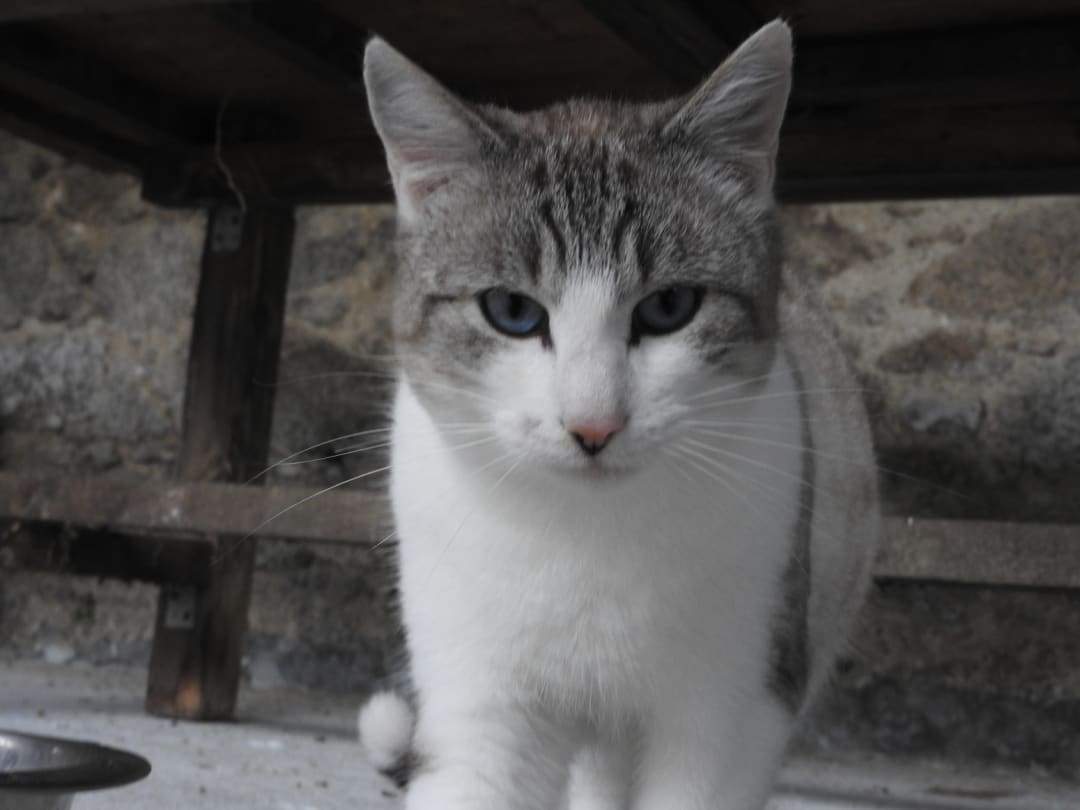 Cagnotte : Soutien pour le chat Horus – Stérilisation & Soins | Leetchi