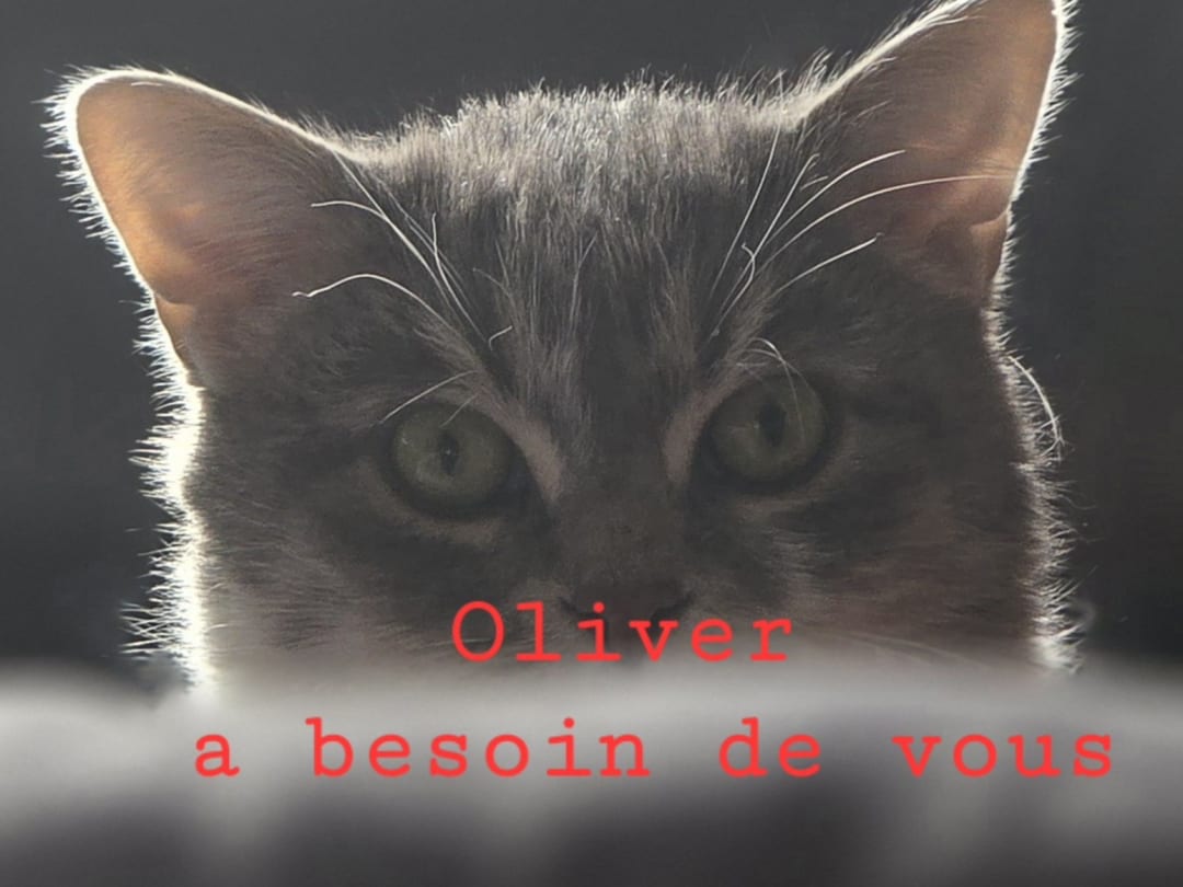 Cagnotte : Mon chat OLIVER malade en besoin de soins vétérinaires | Leetchi