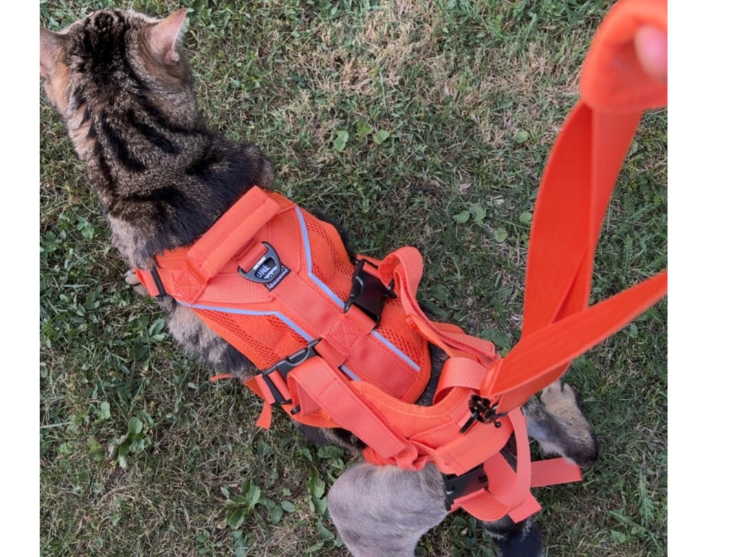 Cagnotte : Aidez mon chat à retrouver sa mobilité et à uriner normalement | Leetchi