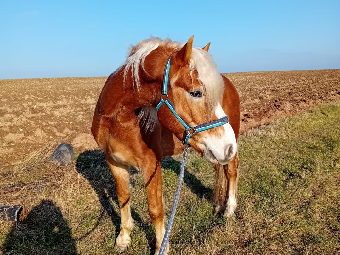 Money pot: Soins vétérinaire Maestro | Leetchi