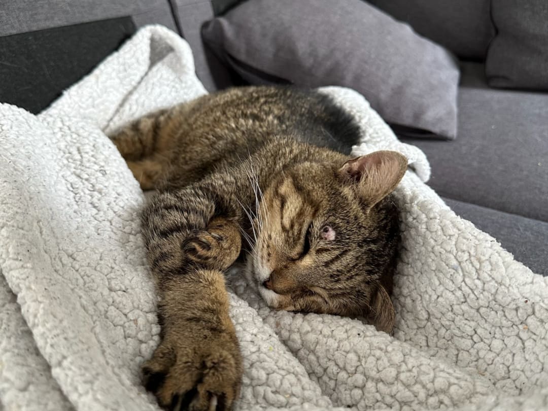 Cagnotte : Pour sauver Caline | Leetchi