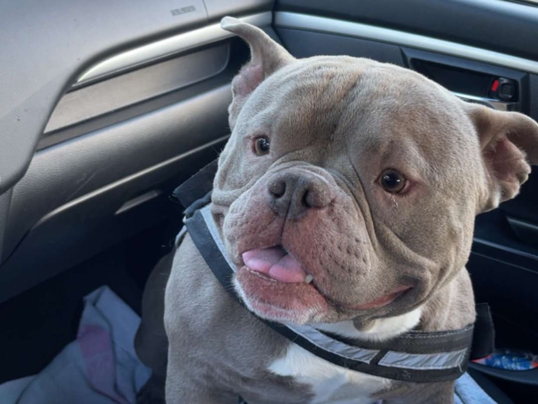 Money pot: Thyson atteint de la Leptospirose | Leetchi