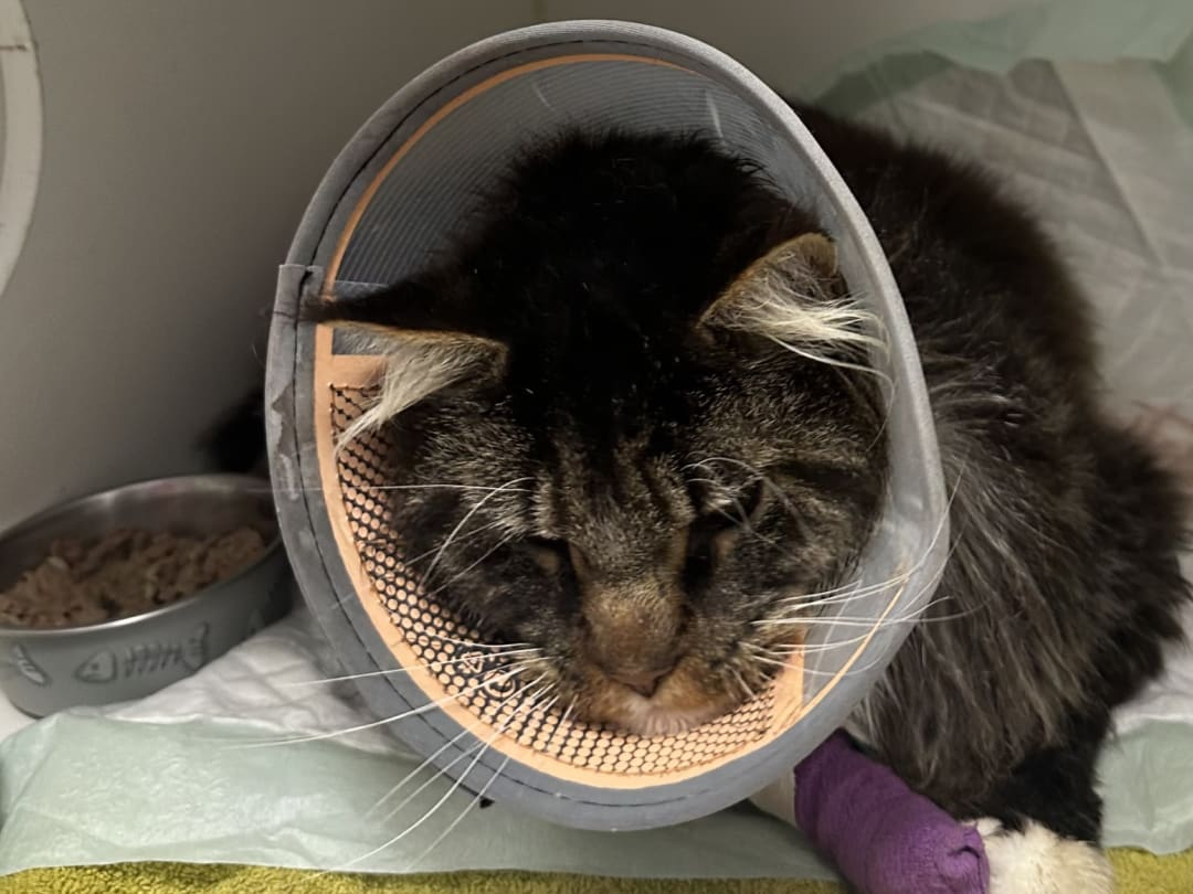 Money pot: Soins pour mon chat Sparrow | Leetchi