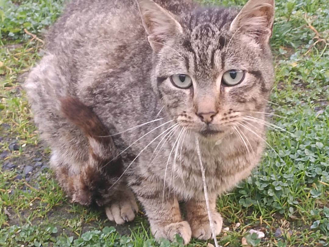 Cagnotte : SOS urgent | Leetchi