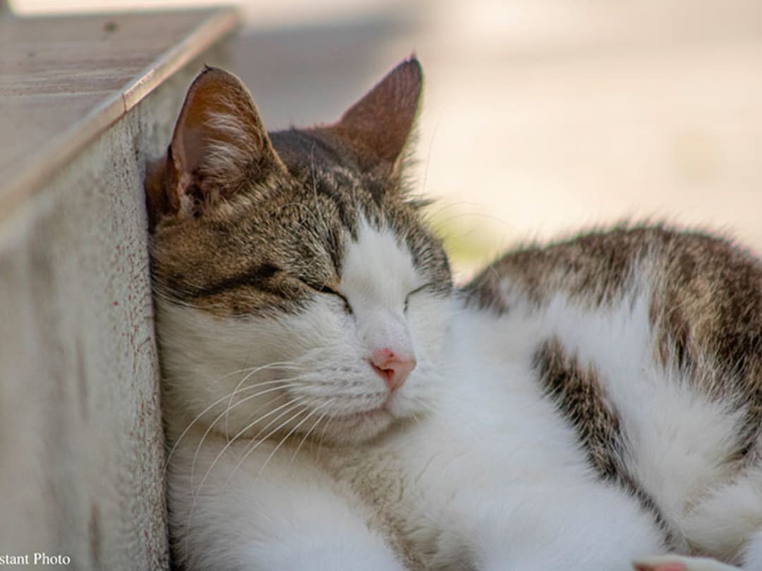 Cagnotte : Hommage à Line Thiry – Soutien au refuge "Les Chats de ...