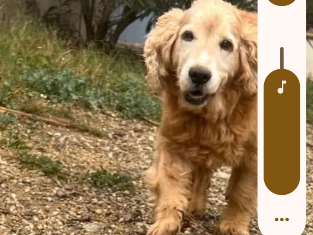 Cagnotte : Animal Iago pour payer le veto apres intervention Je Touche ...