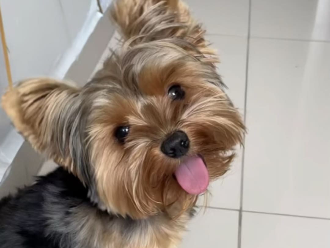 Cagnotte : Luna 😢 ️ | Leetchi