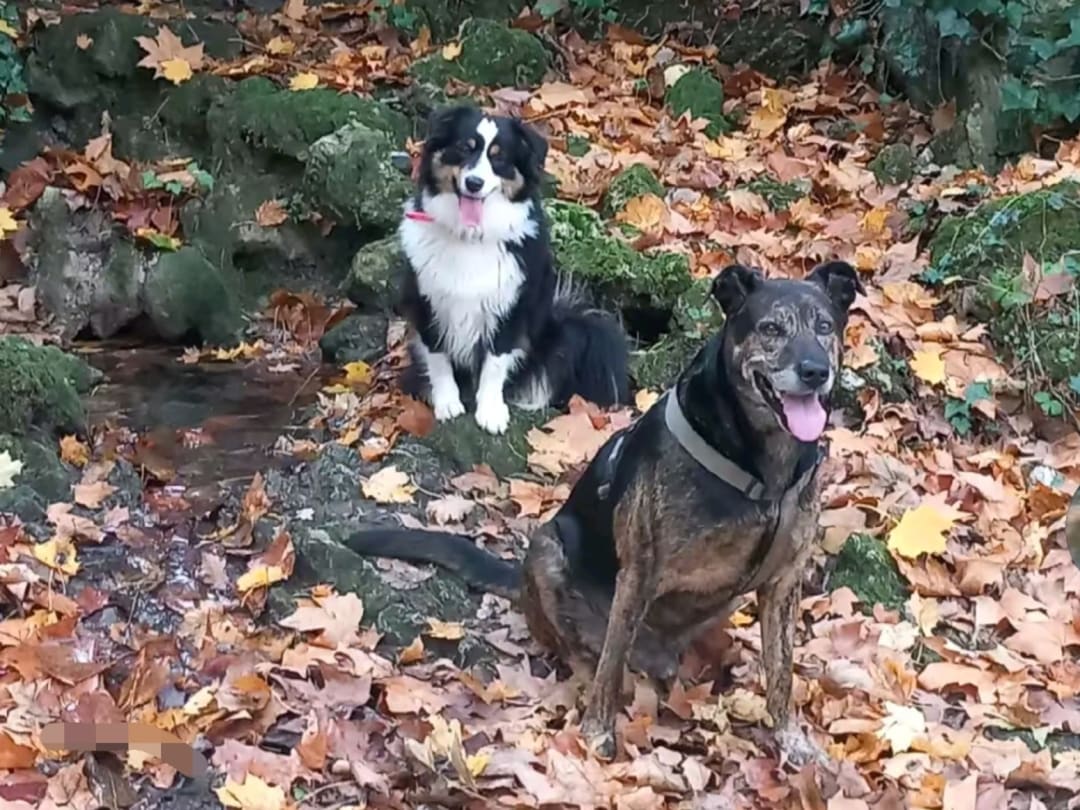 Cagnotte : Soutien à Cédric et ses toutous | Leetchi
