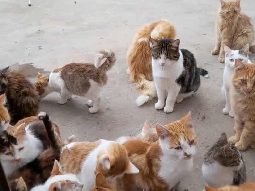 Cagnotte : STERILISATIONS CHATS ERRANTS | Leetchi