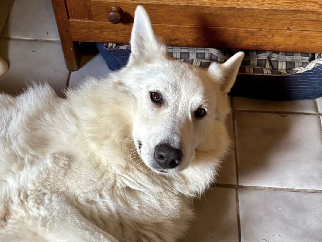Cagnotte : Opération de la hanche Berger Blanc Suisse | Leetchi