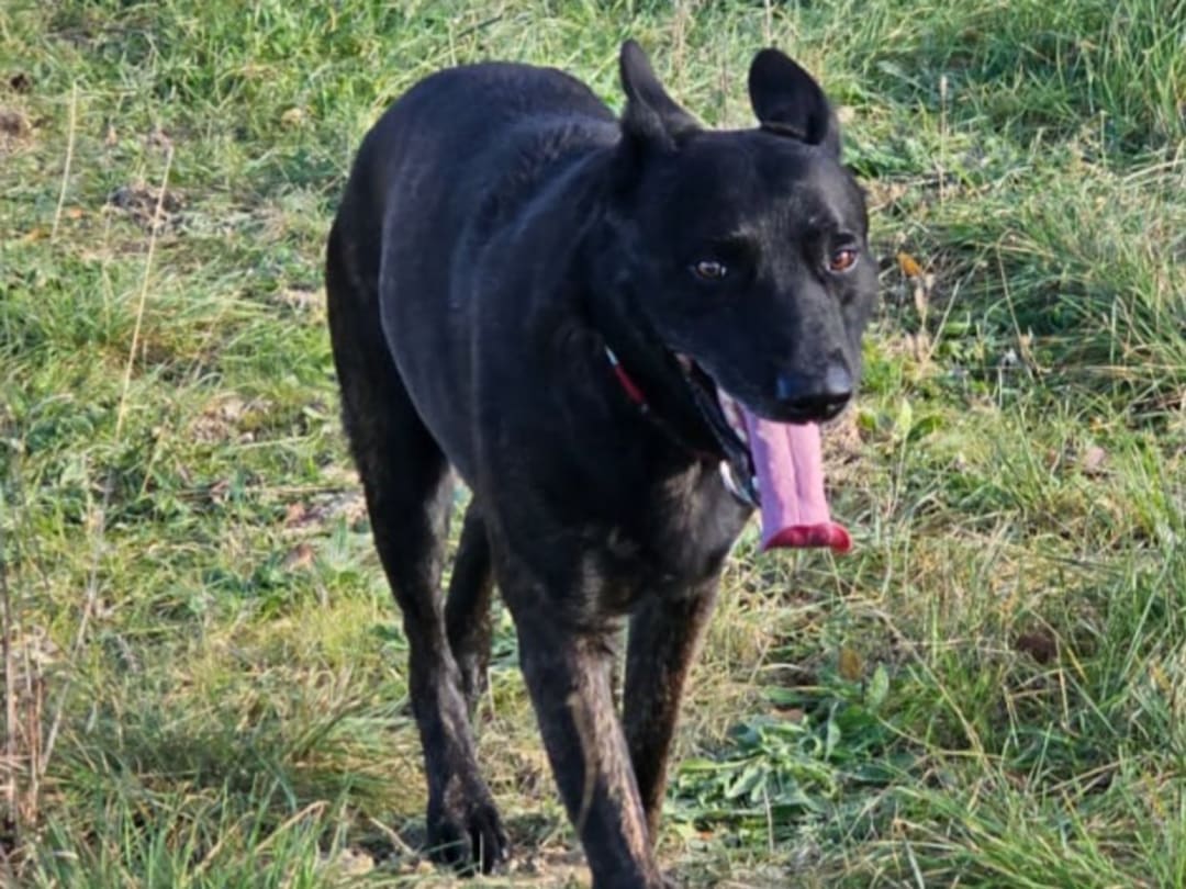 Cagnotte : Opération d'Igwan | Leetchi