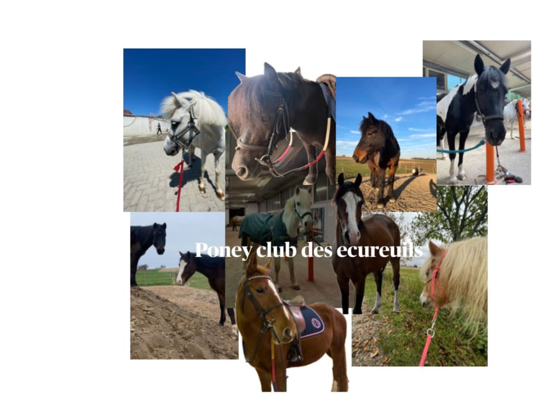 Cagnotte : AIDEZ Le Poney Club des Ecureuils | Leetchi