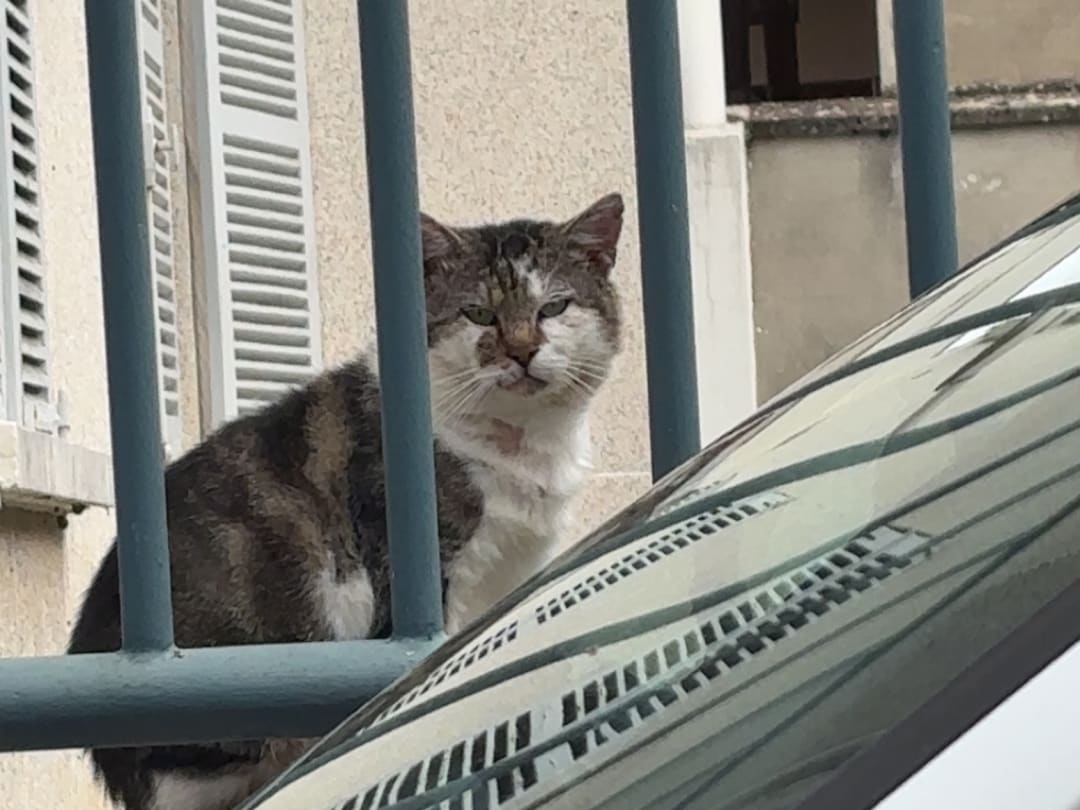 Cagnotte : Ptit chat | Leetchi