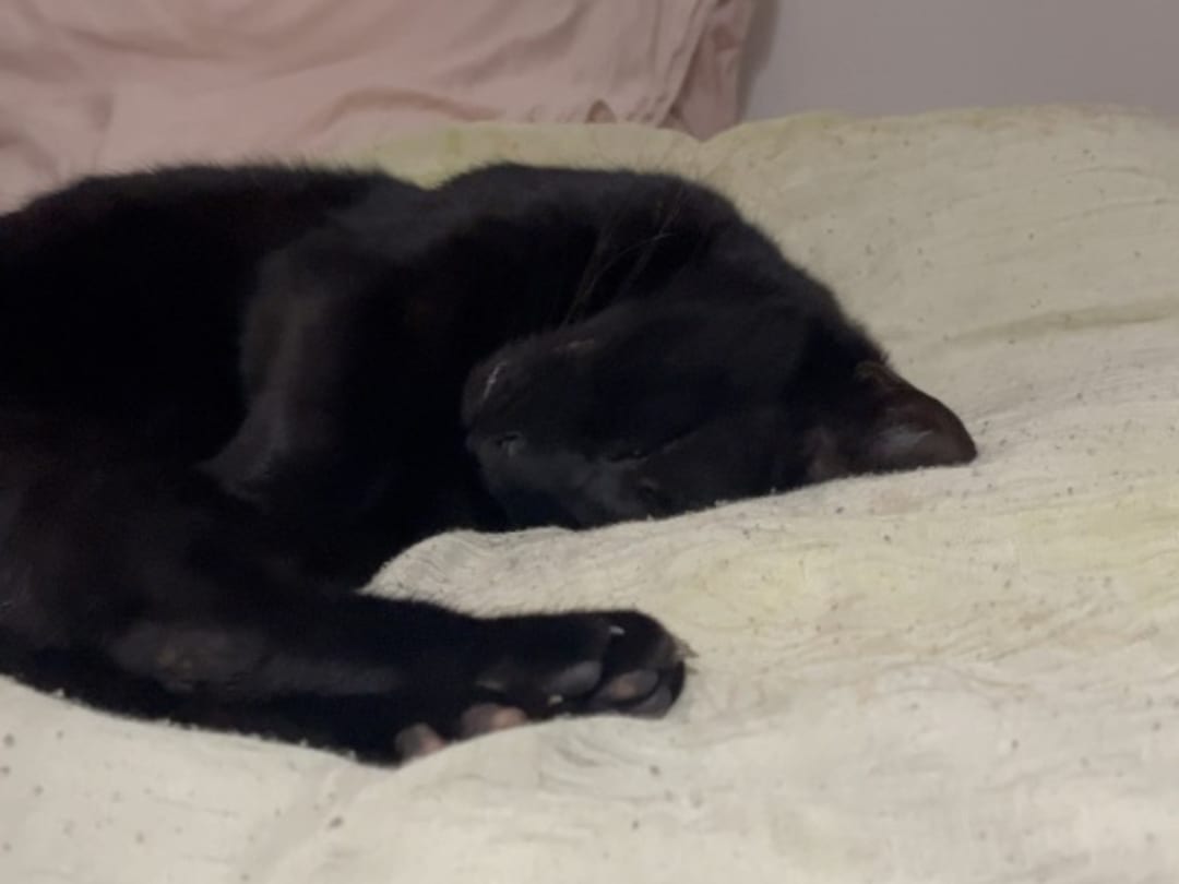 Cagnotte : Mon chat .. | Leetchi