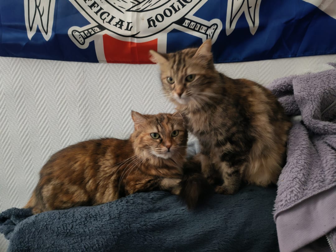 Cagnotte : Chat | Leetchi