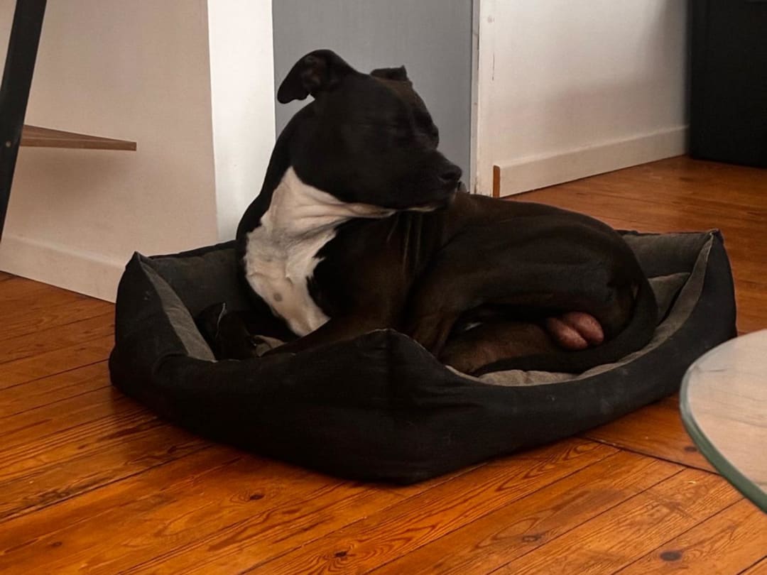 Cagnotte : Loki | Leetchi