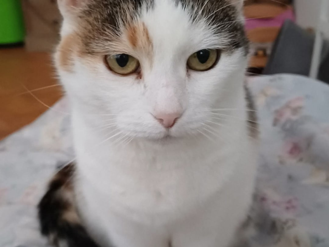 Cagnotte : Cagnotte pour Aloha | Leetchi