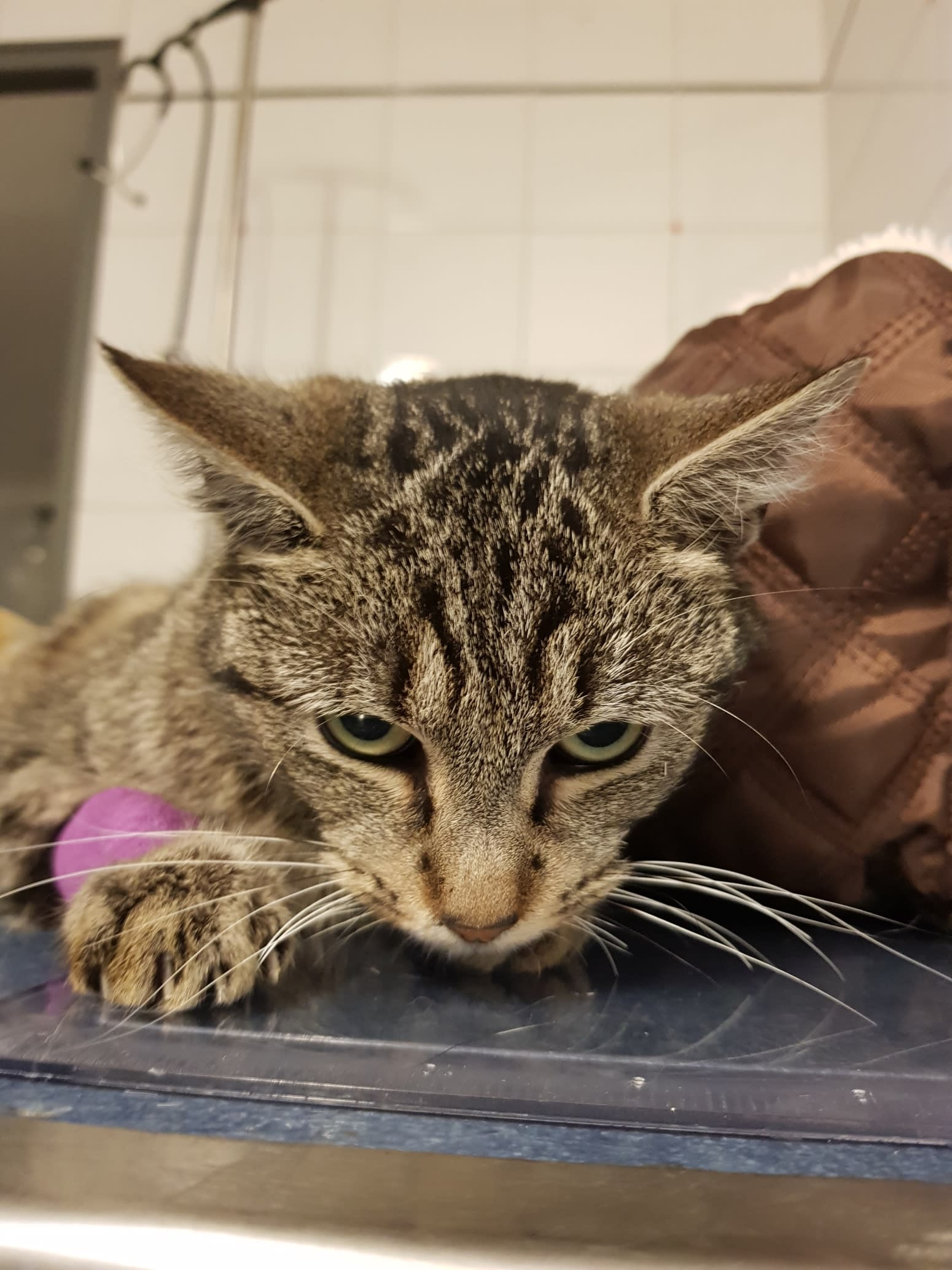 Cagnotte : BIANCA, une petite rescapée amputée | Leetchi