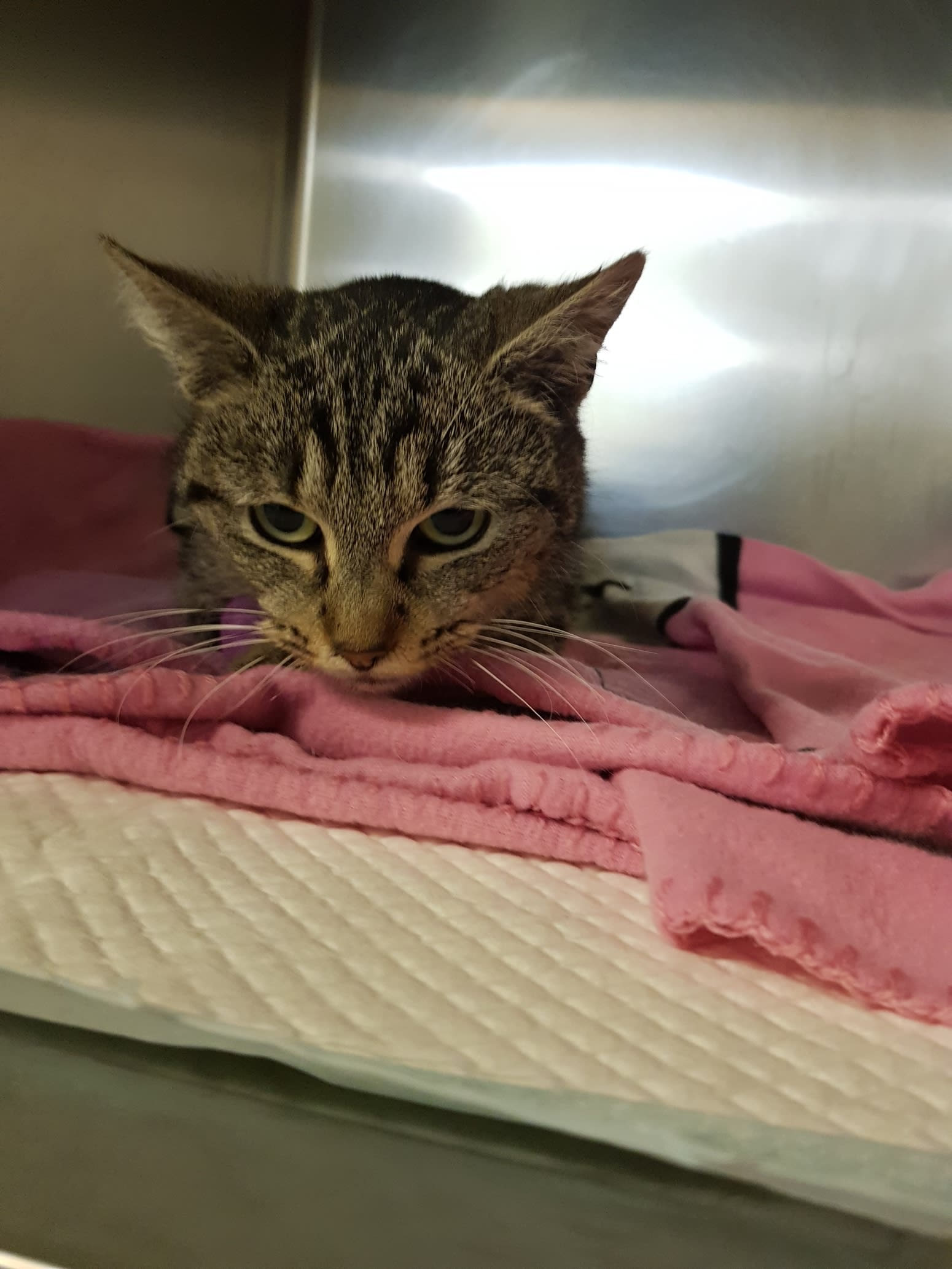 Cagnotte : BIANCA, une petite rescapée amputée | Leetchi