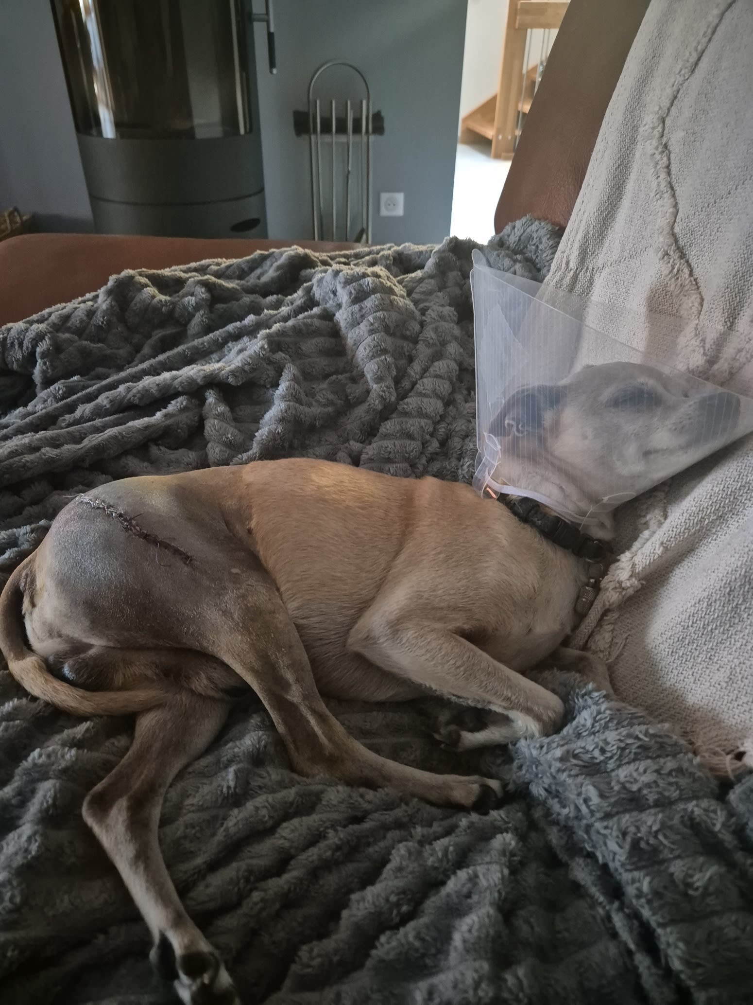 Cagnotte : Frais vétérinaire | Leetchi