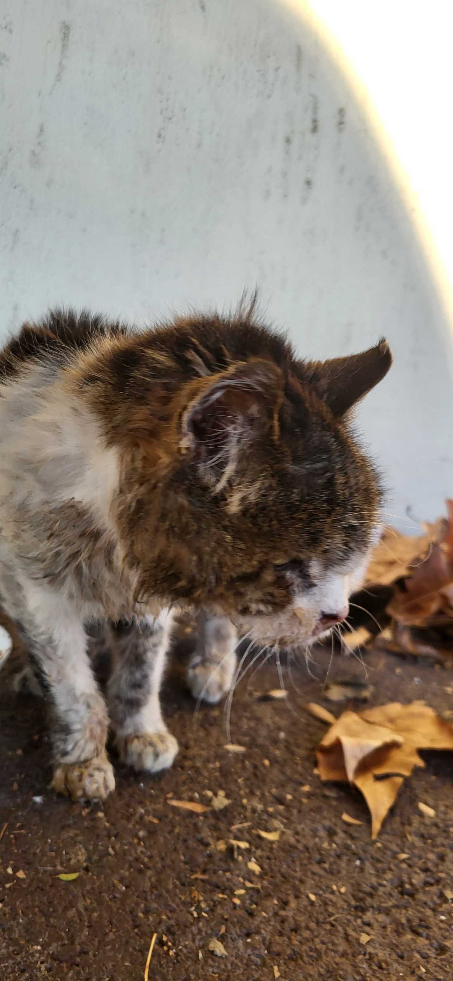 Cagnotte : Aidons ce chat ! | Leetchi