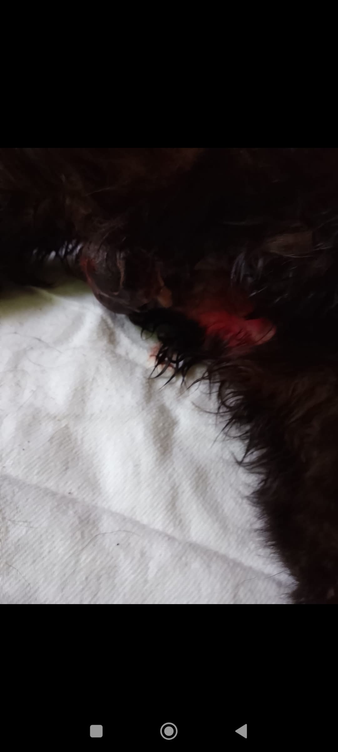 Cagnotte : Bébé chat | Leetchi