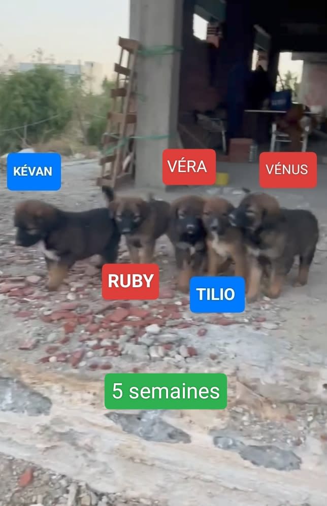 Cagnotte : JIPSIE et ses BÉBÉS | Leetchi