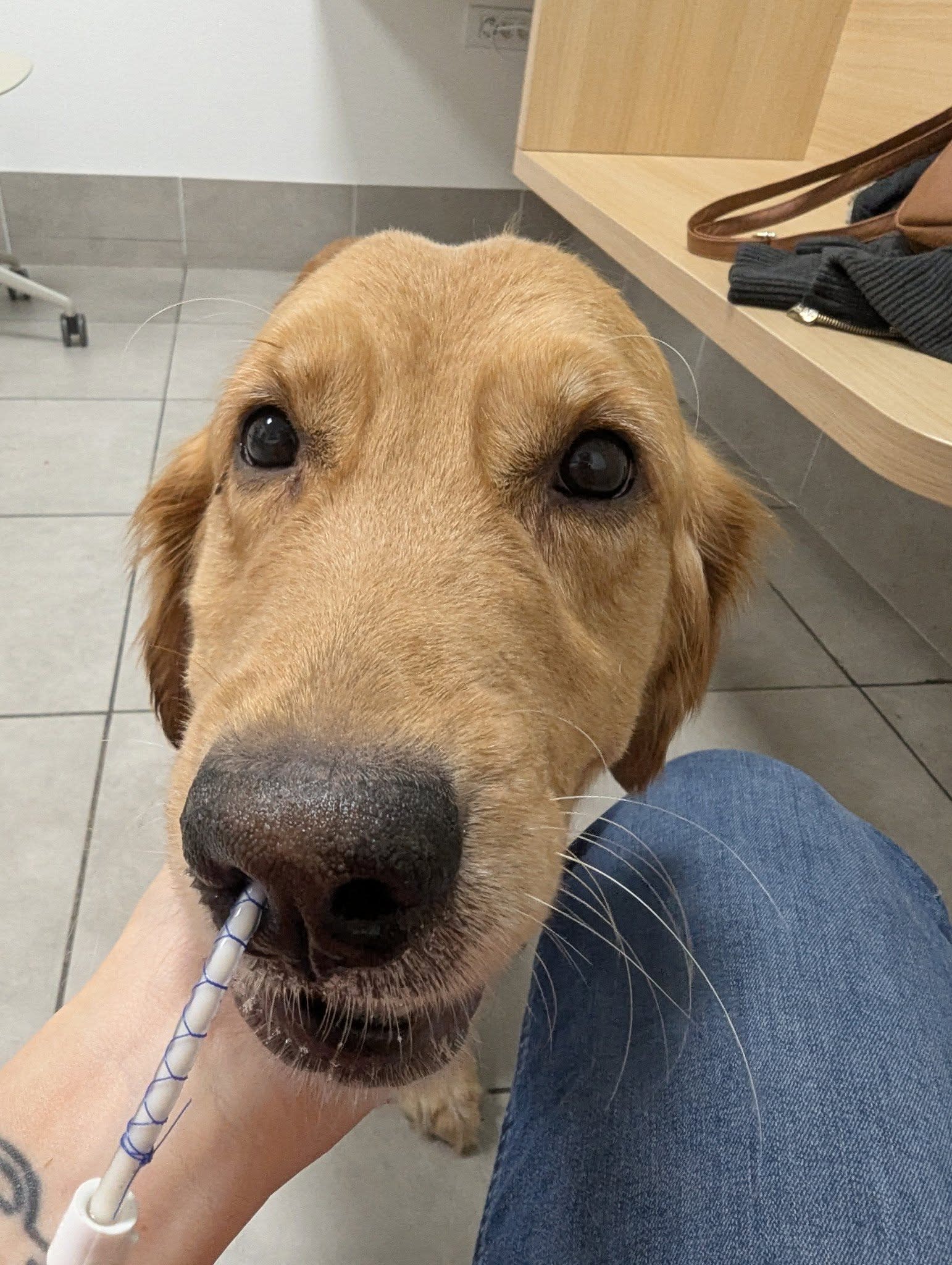 Cagnotte : Cagnotte pour notre Crevette | Leetchi