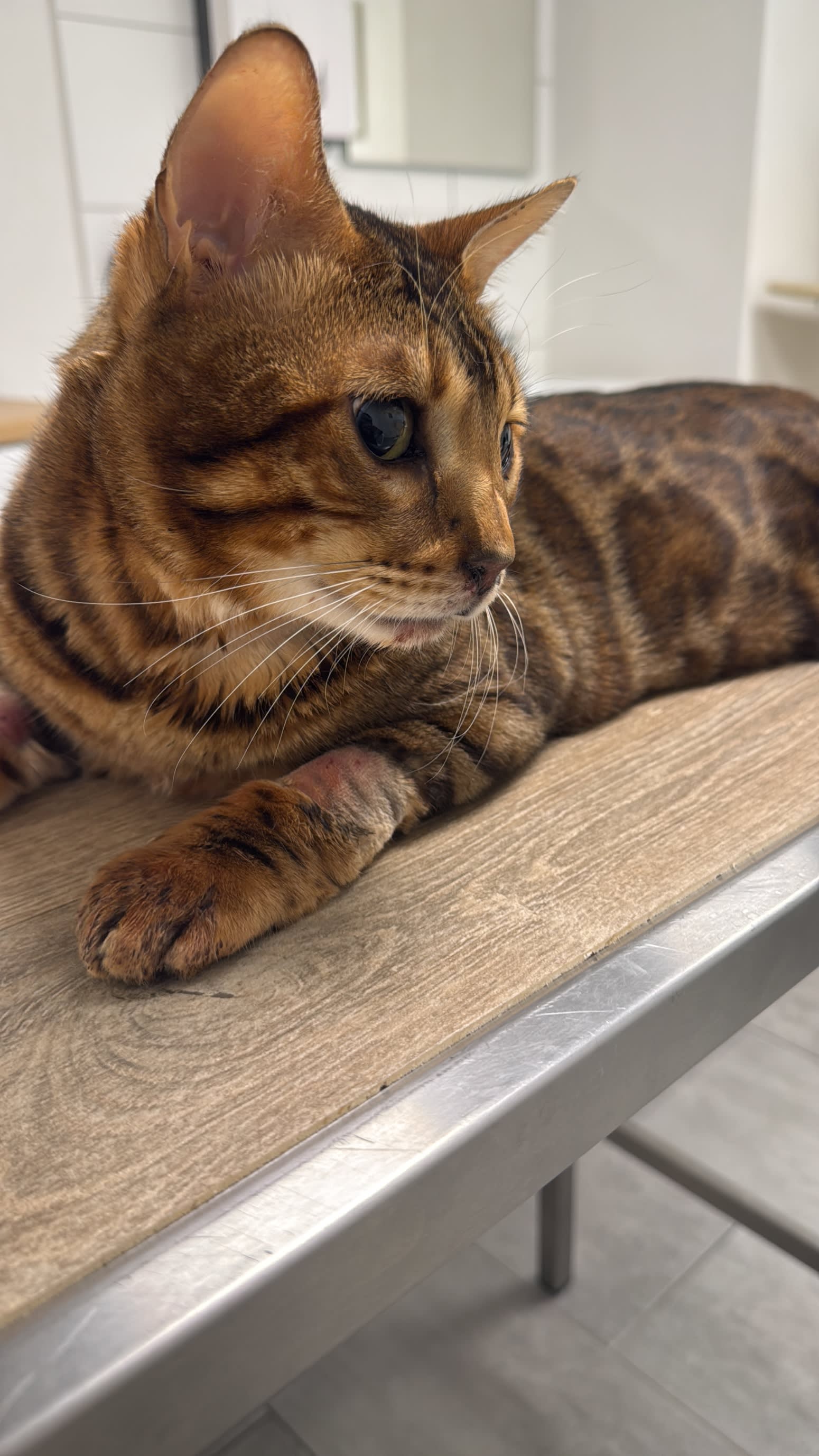 Cagnotte : Chat parachute | Leetchi