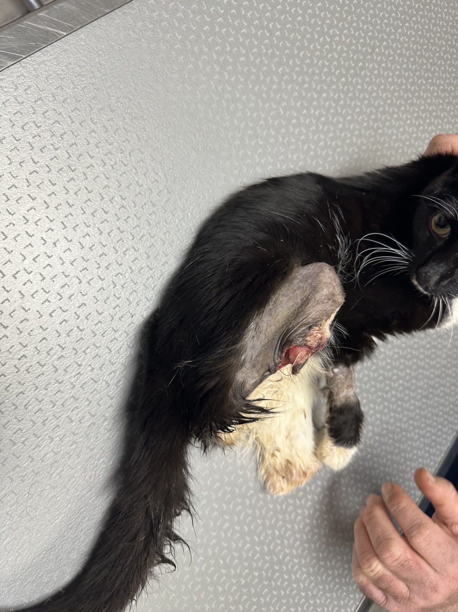 Cagnotte : Amputation de la pâte de mon petit Chat | Leetchi